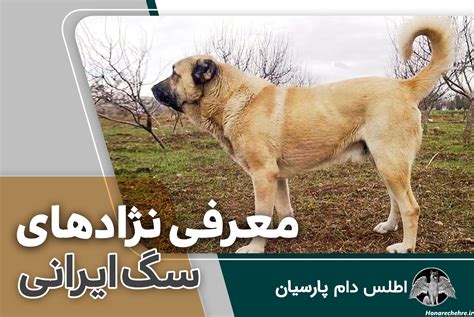 21 عکس میوه ها ایرانی با رنگها و طعمهای بی نظیر