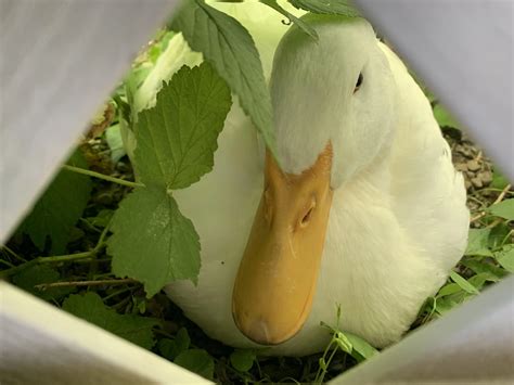 Raspberry Bush Scrolller