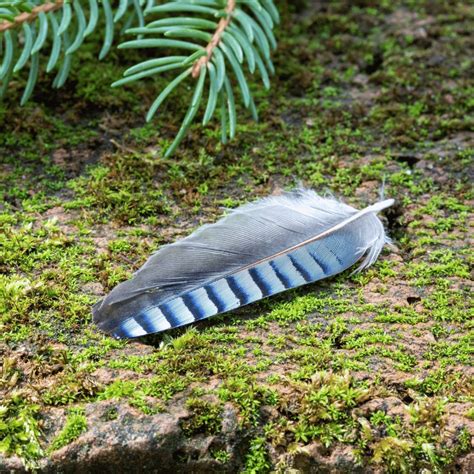 Symbolism Of Feathers Exploring Spiritual And Cultural Meanings