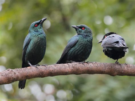 Ukuran Fisik Maksimal Dari Burung Cucak Keling Dewasa Panduanxiaomi