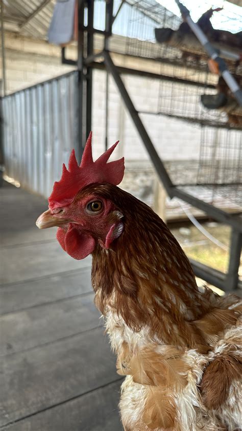 Detection Disease Chicken Object Detection Dataset And Pre Trained