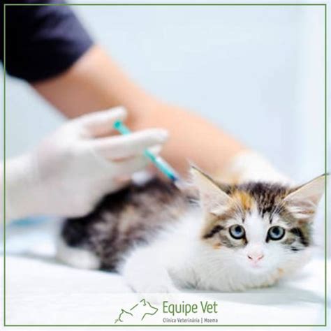 Exames de Hemograma Veterinário Equipe Vet