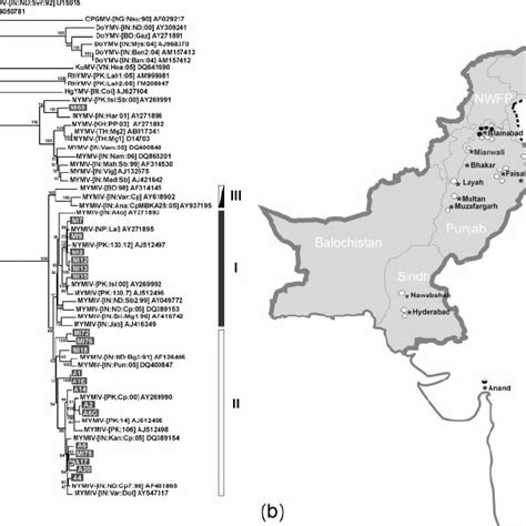 Phylogenetic Dendrogram Based On Complete Nucleotide Sequences Of Dna B Download Scientific