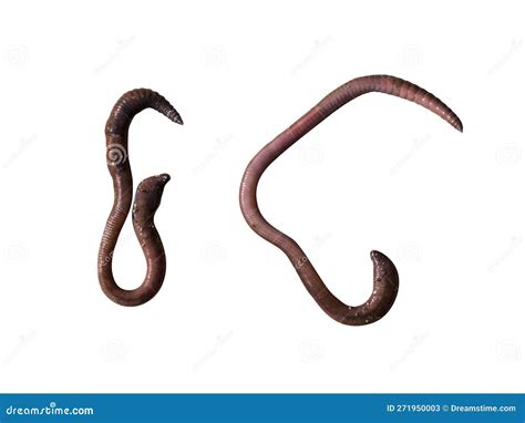 Earthworm Full Body Isolated On White Stock Image Image Of Segmented