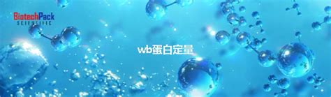 wb蛋白定量 哔哩哔哩