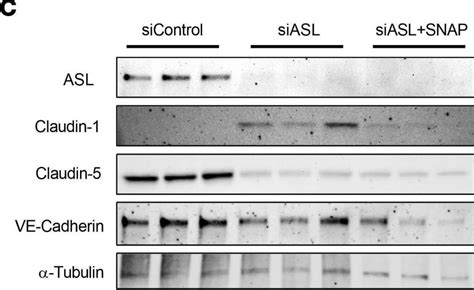 Human Ve Cadherin Antibody Af938 Randd Systems