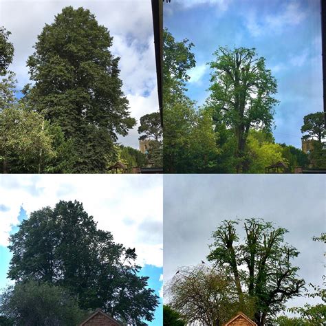 Colledge Tree And Landscape 30 Crown Reduction On This Big Old Lime
