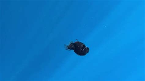 El Diablo Negro Se Deja Grabar Por Primera Vez En La Costa De Tenerife