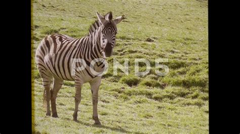 Leucistic Zebra