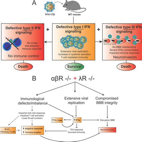 Impact Of Type Iii Ifn Signaling On Yfv 17d Infection A Schematic