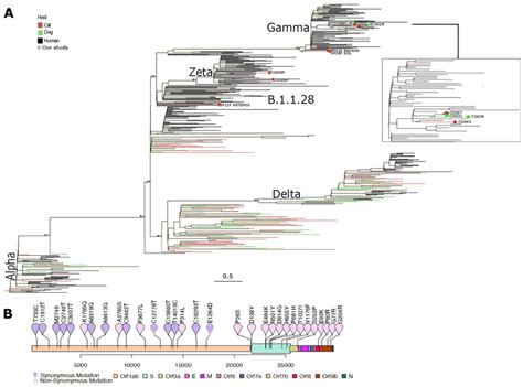 Maximum Likelihood Phylogenetic Tree Dataset Was Constructed Based On