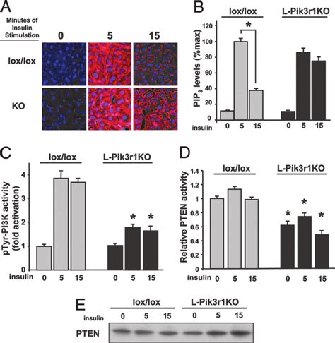 Enhanced Pip3 Levels In L Pik3r1ko Mice Due To Decreased Pten Activity