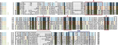 Sequence Alignment Of The Conserved C Terminal Regions Of Msh2 Msh3
