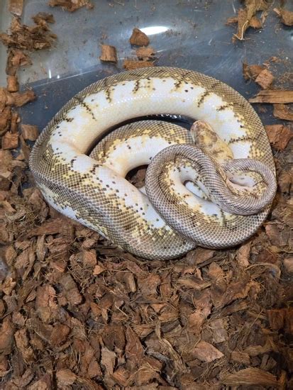 Pb Female Spinner Blast Ball Python By Mad Men Morphs