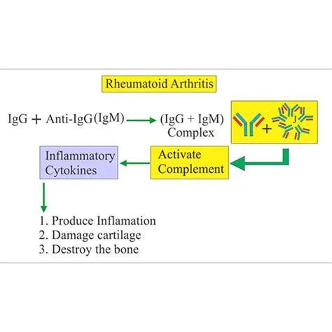 Rheumatoid Factor Ra Factor Titer Test In Delhi Ncr India Gdic