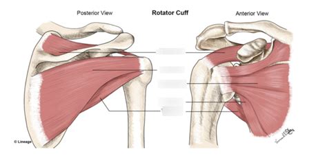 Rotator Cuff Sits Diagram Quizlet