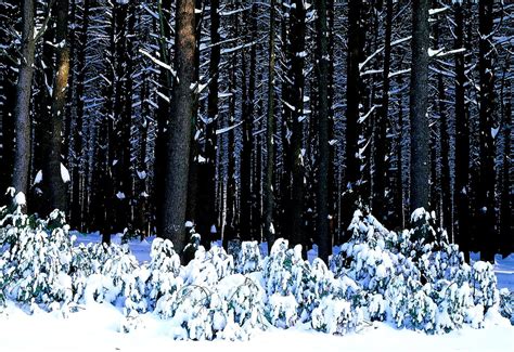 20 Смереково ялицевий ліс шпалери на робочий стіл Hd 🔥 Скачати Безкоштовно заставки