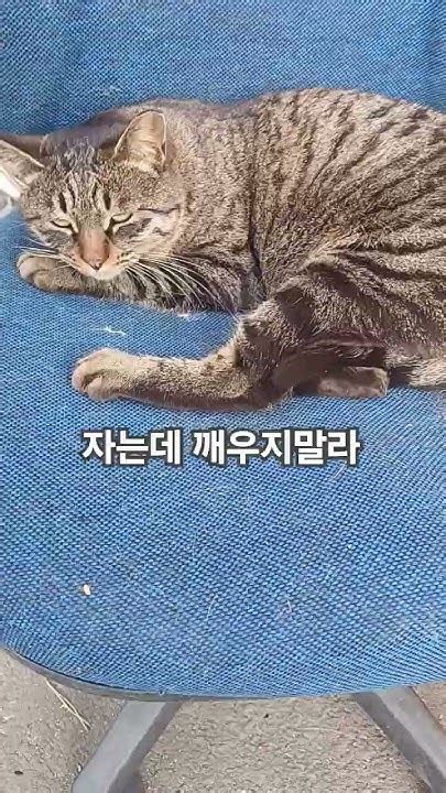 낮잠 자는 고양이 Youtube