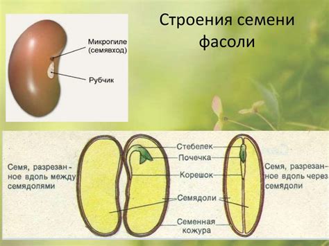 Строение семян 6 класс презентация онлайн