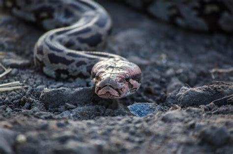 Premium Photo Indian Rock Python