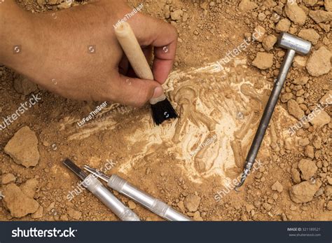 Skeleton Archaeological Toolstraining Dig Fossilsimulated Same Stock