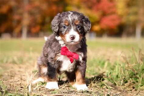 Mini Bernedoodle Full Grown Everything You Need To Know