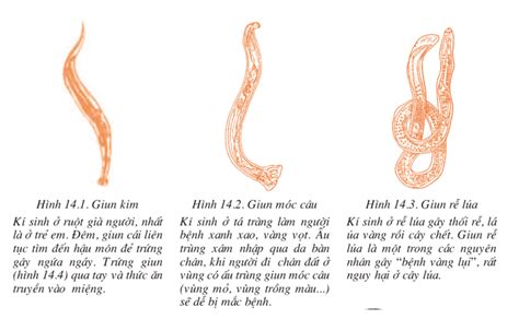 Sinh 7 Bài 14 Một Số Giun Tròn Khác Và đặc điểm Chung Của Ngành Giun Tròn