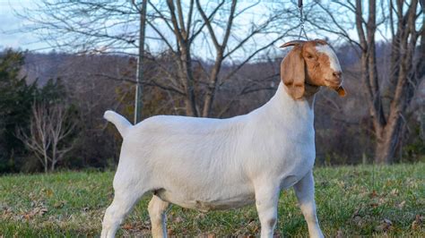 Boer Goat