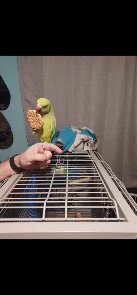 Indian Ringneck Hand Raised With Cage Online Bird Auctions