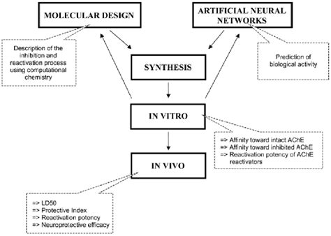 Description Of The Developmental Process Download Scientific Diagram