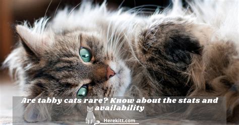 Are Tabby Cats Rare Know About The Stats And Availability
