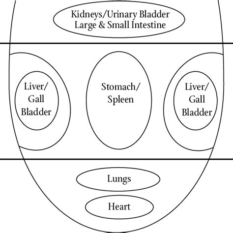 Corresponding Locations Of Tcm Features On The Tongue Download