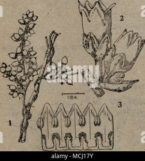 Cuscuta Japonica Cuscuta Japonica Stock Photo Alamy