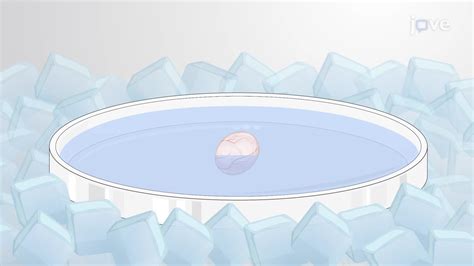Video An Enhanced Crosslinking Immunoprecipitation Method For