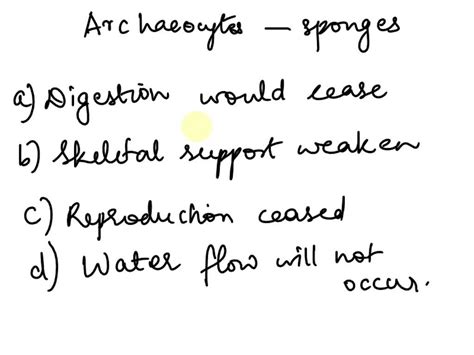Archaeocytes