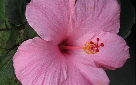 Seminole Pink Tropical Hibiscus 1 Gallon Shrub Tropical Tropical