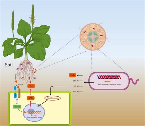微生物调控药用植物次级代谢积累研究进展综述—新闻—科学网
