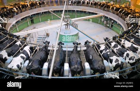 Dairy Cows On Milking Machine Automated Equipment For Milking Cows