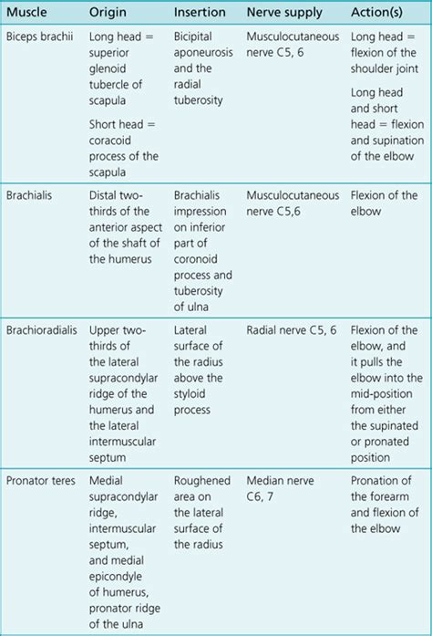 Elbow Joint Musculoskeletal Key