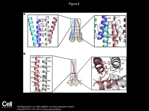 Crystal Structure Of Tetrameric Arabidopsis MYC2 Reveals The Mechanism