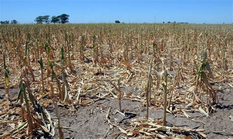 Sequía Estiman Que Las Pérdidas En Soja Maíz Y Trigo Superan El Dos
