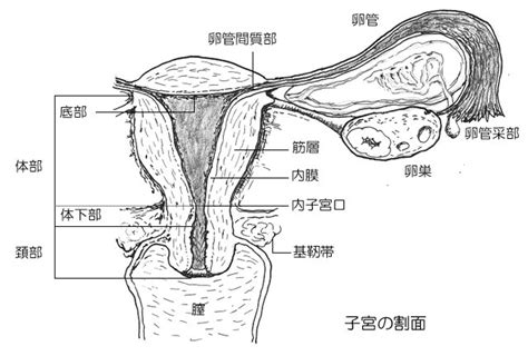 1 子宮 病理診断教育支援