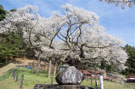 三隅大平桜国指定天然記念物 はまナビ 浜田市観光協会公式サイト