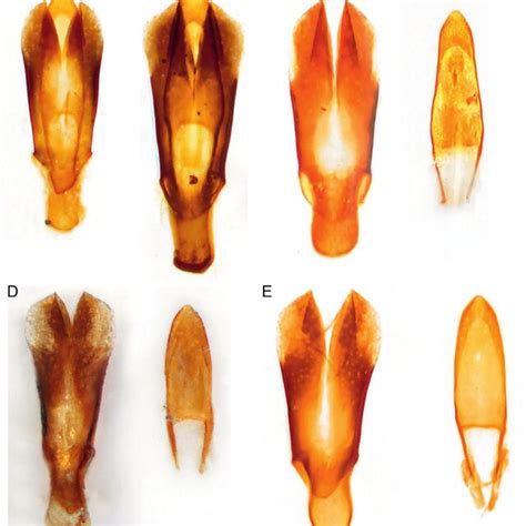 Typical Coloration On Pronotum In Females A Sericus Sulcipennis