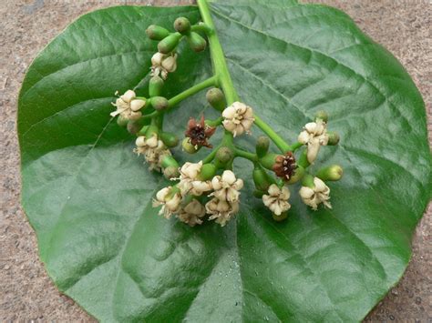 Assyrian Plum Cordia Myxa Flowers And Leaf Ntcheu Town Malawi