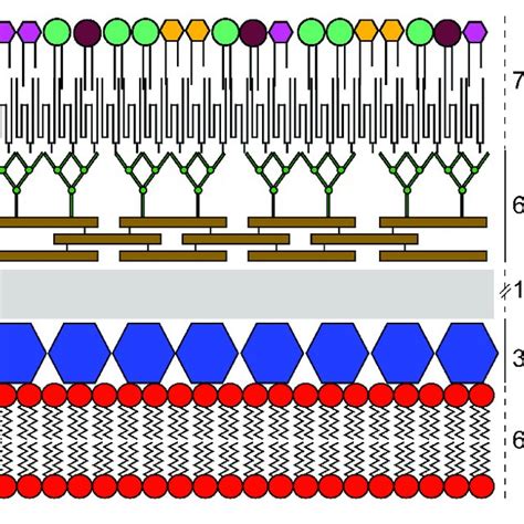 Schematic Representation Of The Cell Envelope Found In Members Of The