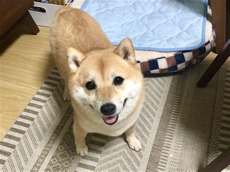 主人因路人一句話發現柴柴天生短腿 網友笑：是柯基！ 寵毛星球 生活 Nownews今日新聞