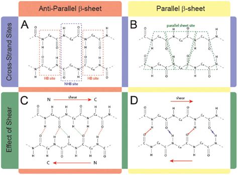 Beta Sheet Parallel Vs Antiparallel Printable