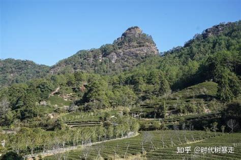 武夷山小众游览地燕子窠人美生态茶园等你来景色一级棒 知乎