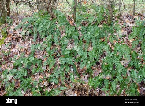 Common Polypody Polypodium Vulgare Ferns Browing On A Hedge Bank